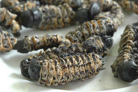 Mopane Worms Zimbabwe
